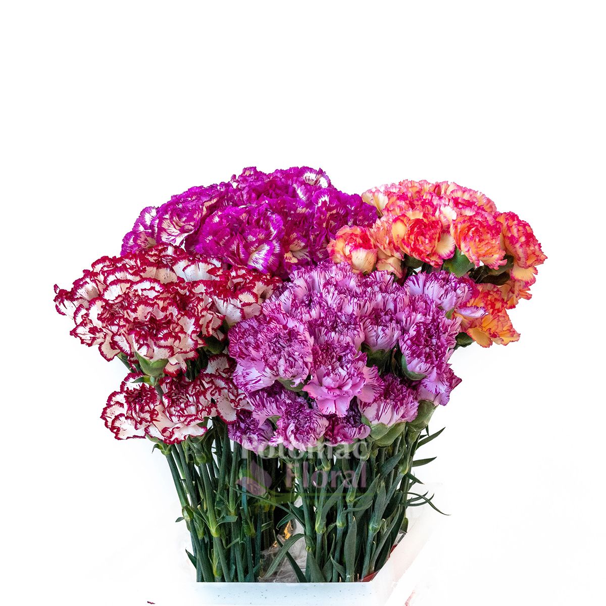 Carnation Novelties - Fancy, Select - Potomac Floral Wholesale