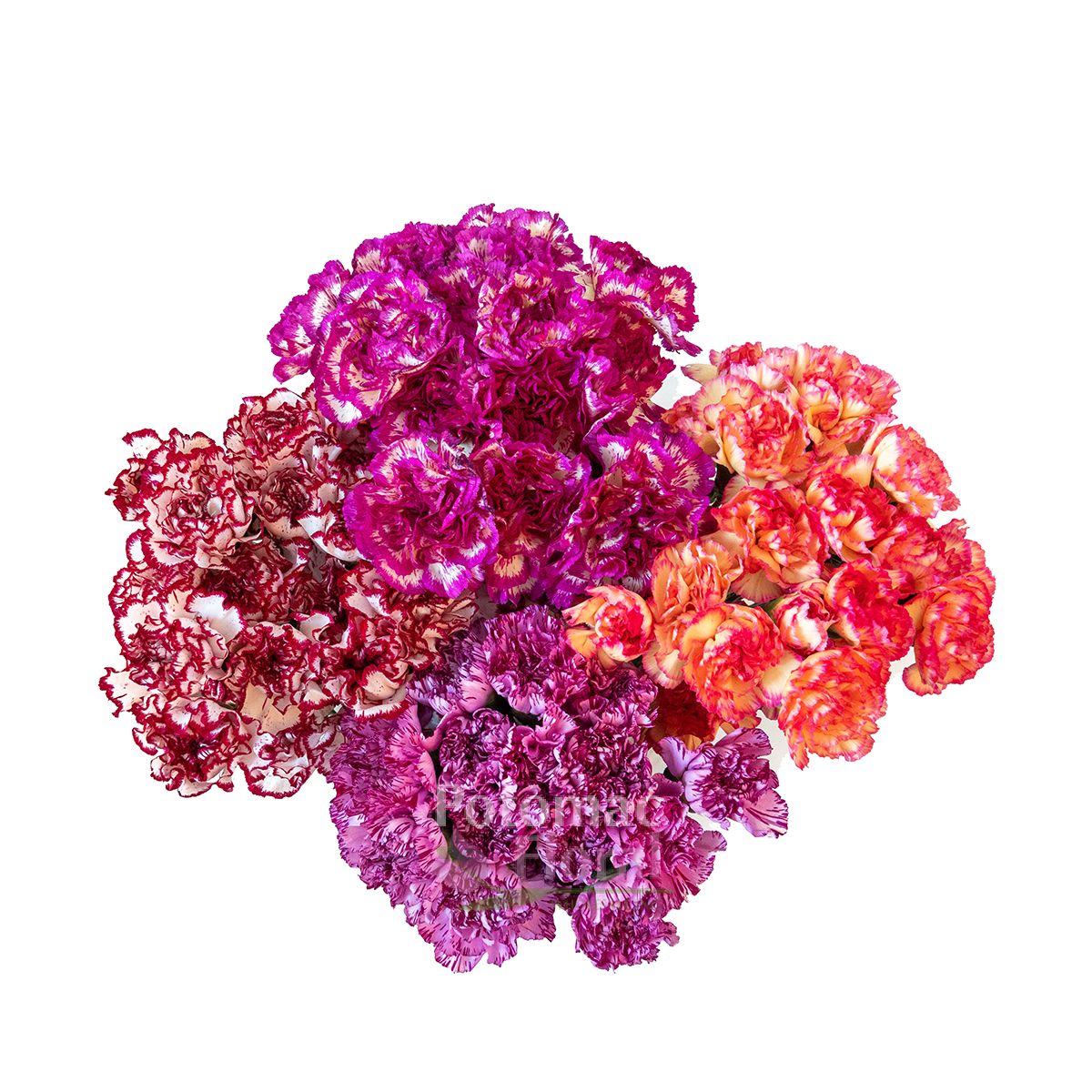 Carnation Novelty Standard, 400 stems per case - Potomac Floral Wholesale