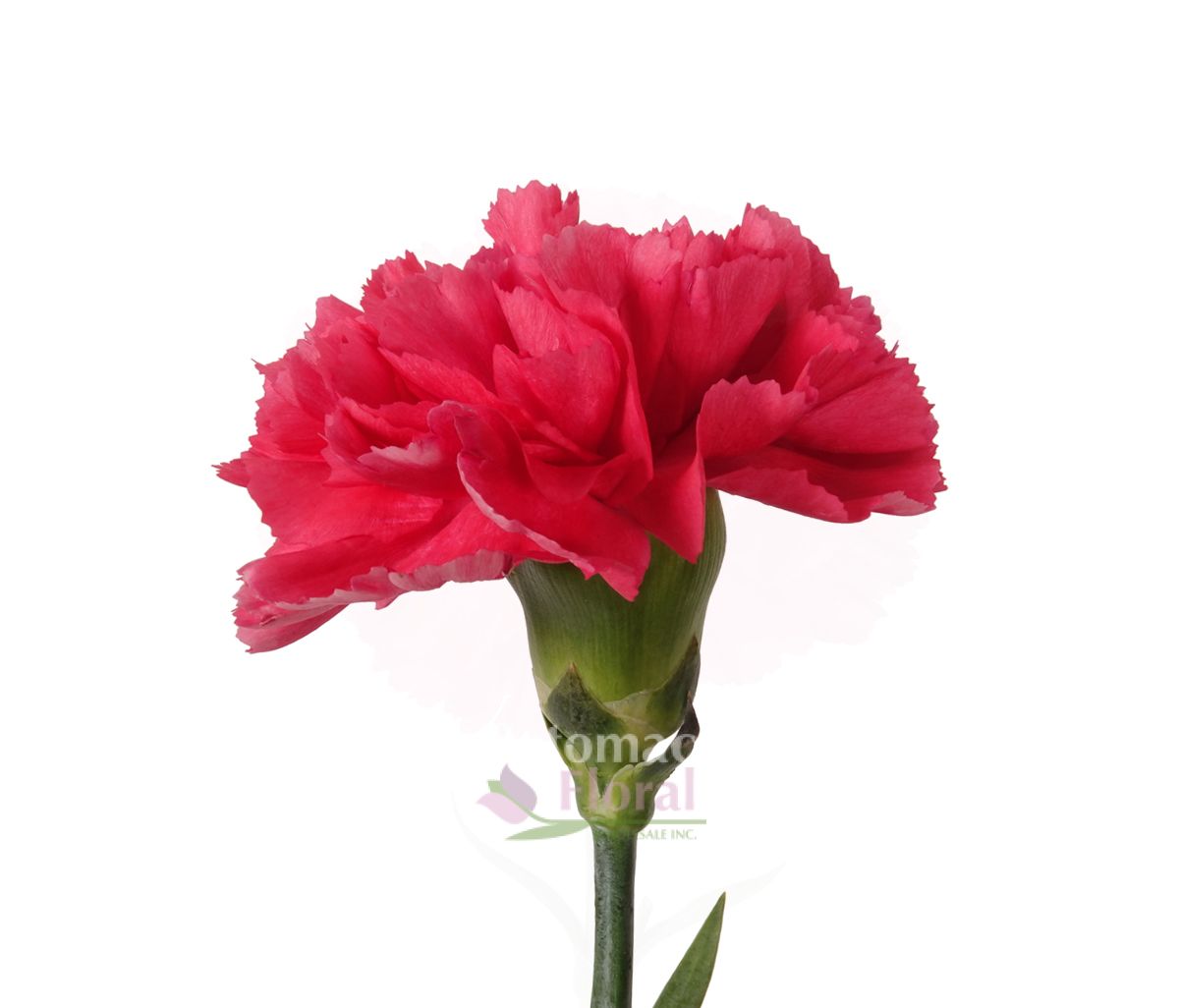 Carnation Hot Pink - Select - Potomac Floral Wholesale