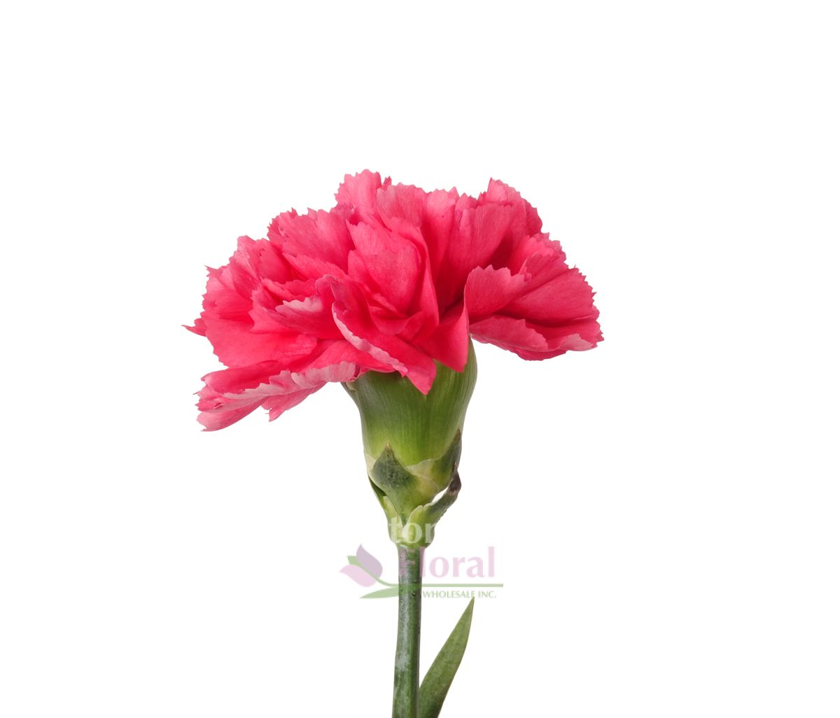Carnation Hot Pink - Fancy - Potomac Floral Wholesale