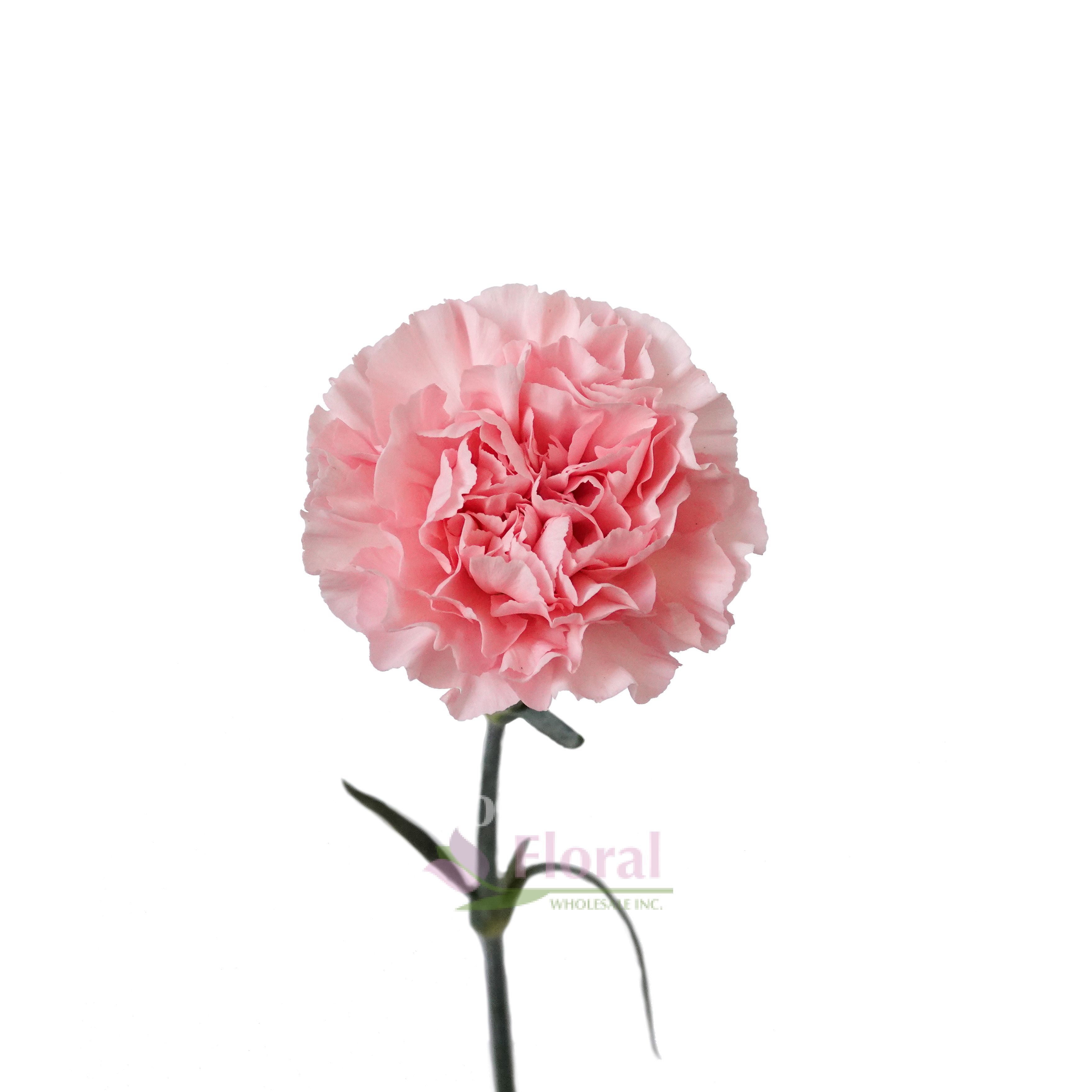 Carnation Light Pink - Fancy - Potomac Floral Wholesale