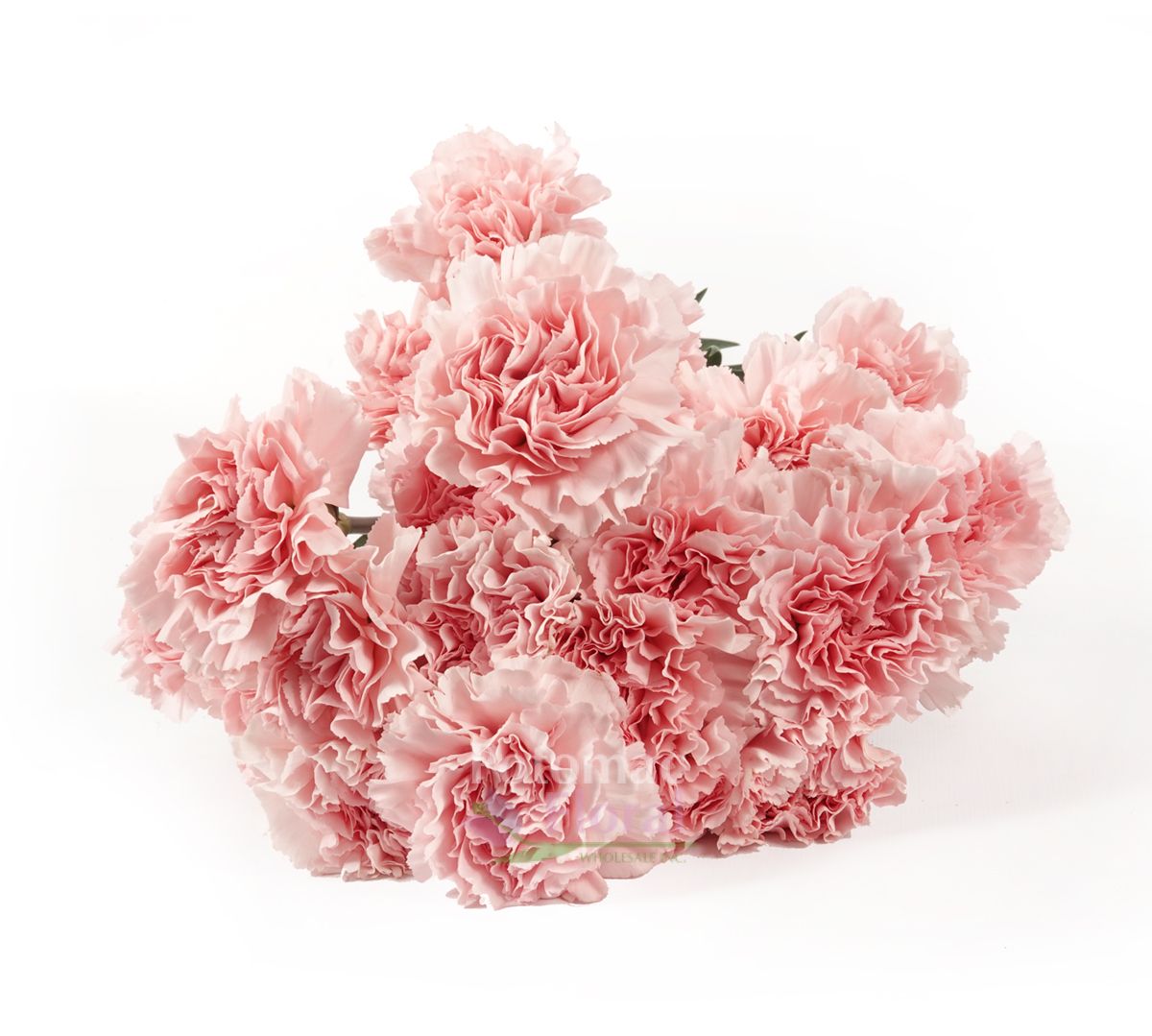 Carnation Blush Very Light Pink - Fancy, Select - Potomac Floral Wholesale