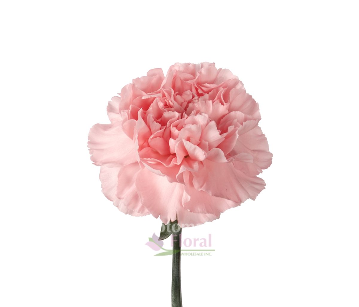 Carnation Blush Very Light Pink - Fancy, Select - Potomac Floral Wholesale