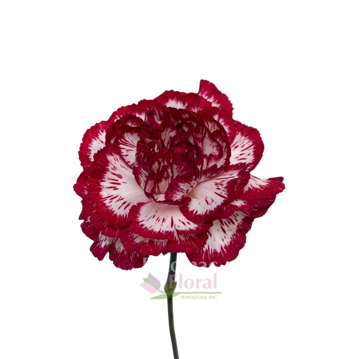 Carnation Variegated Purple with White - Fancy, Select - Potomac Floral ...