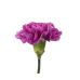 Carnation Purple Moonshade - Potomac Floral Wholesale