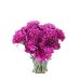 Carnation Purple Moonshade - Potomac Floral Wholesale