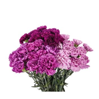 Carnation Moon Series Assorted, 100 stem per case - Potomac Floral ...