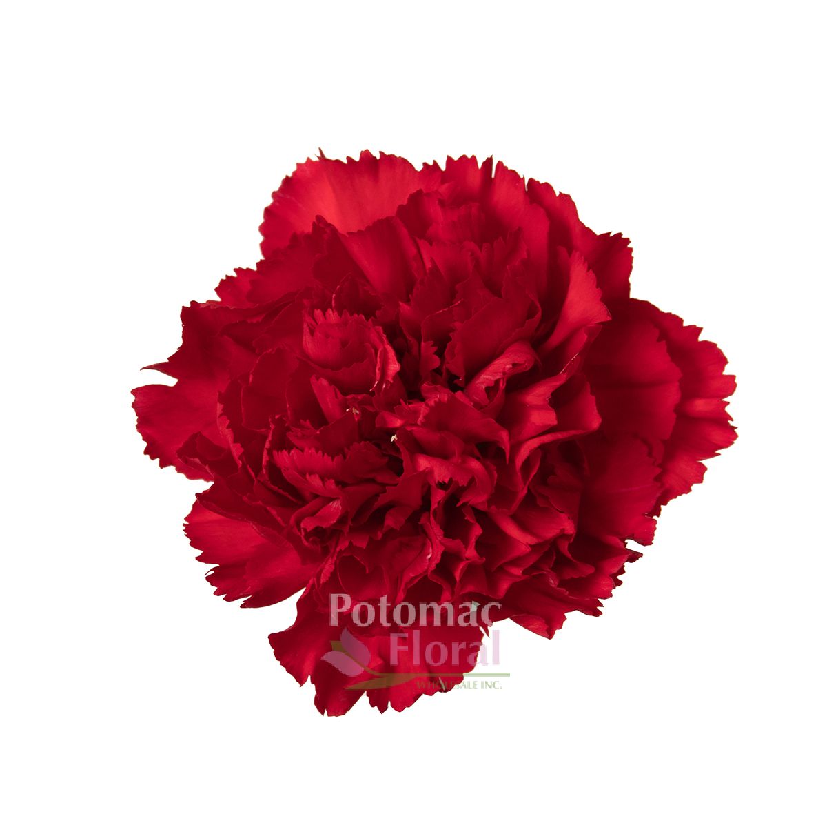 Carnation Red Fancy - Potomac Floral Wholesale