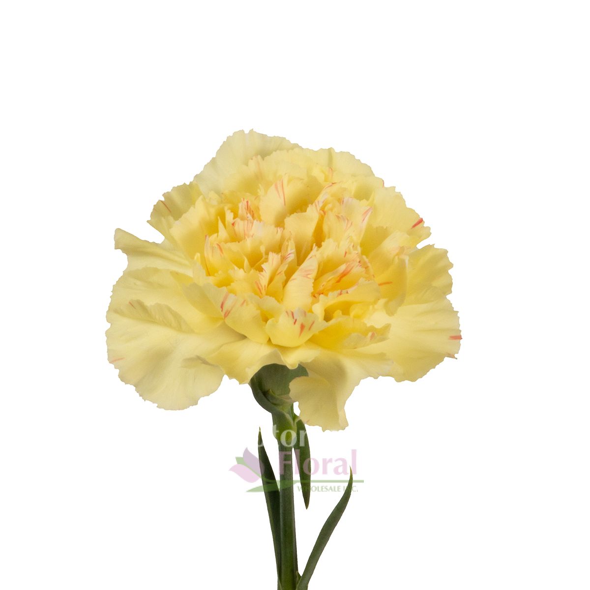 Carnation Bright Yellow - Fancy, Select - Potomac Floral Wholesale