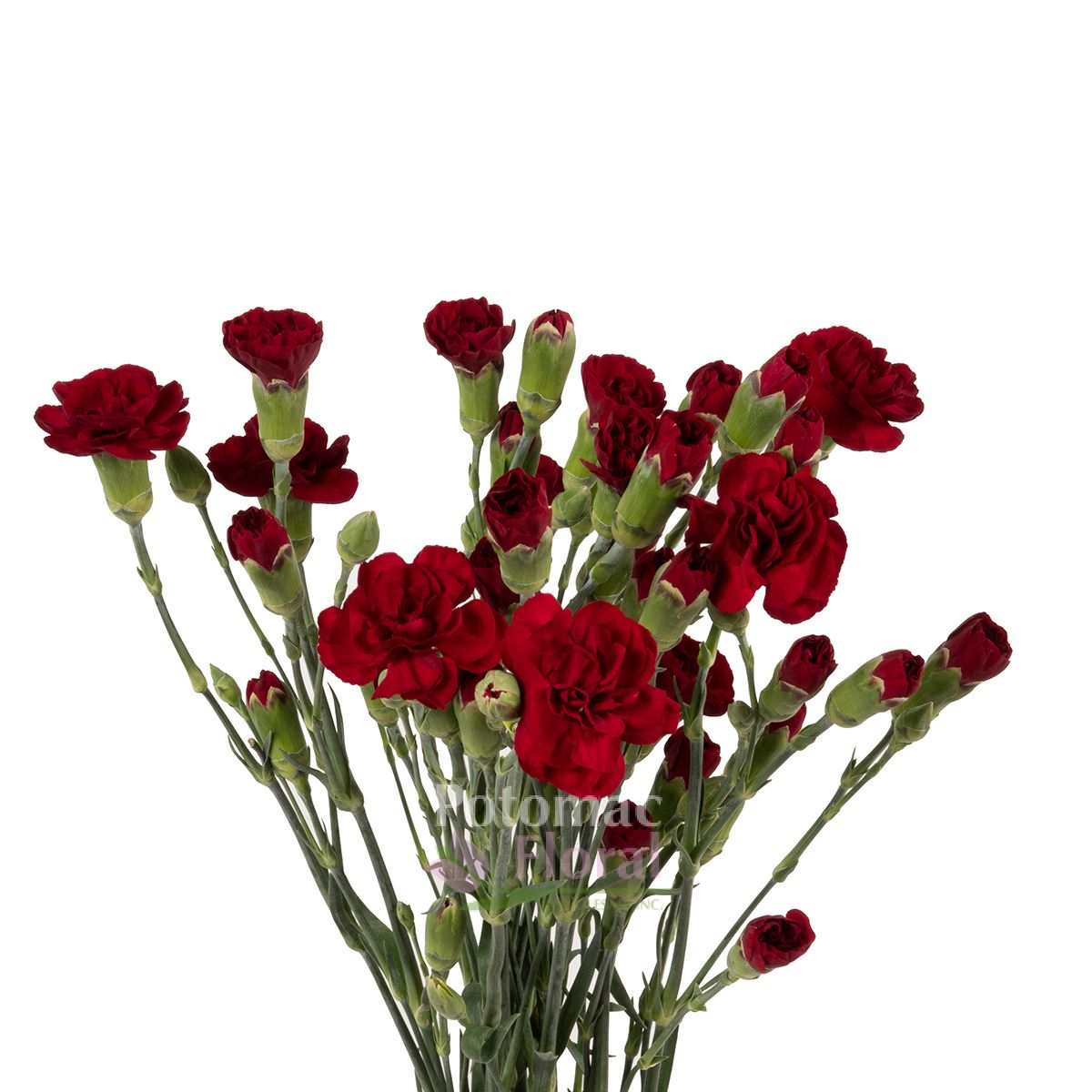 Mini Carnation Burgundy - Potomac Floral Wholesale