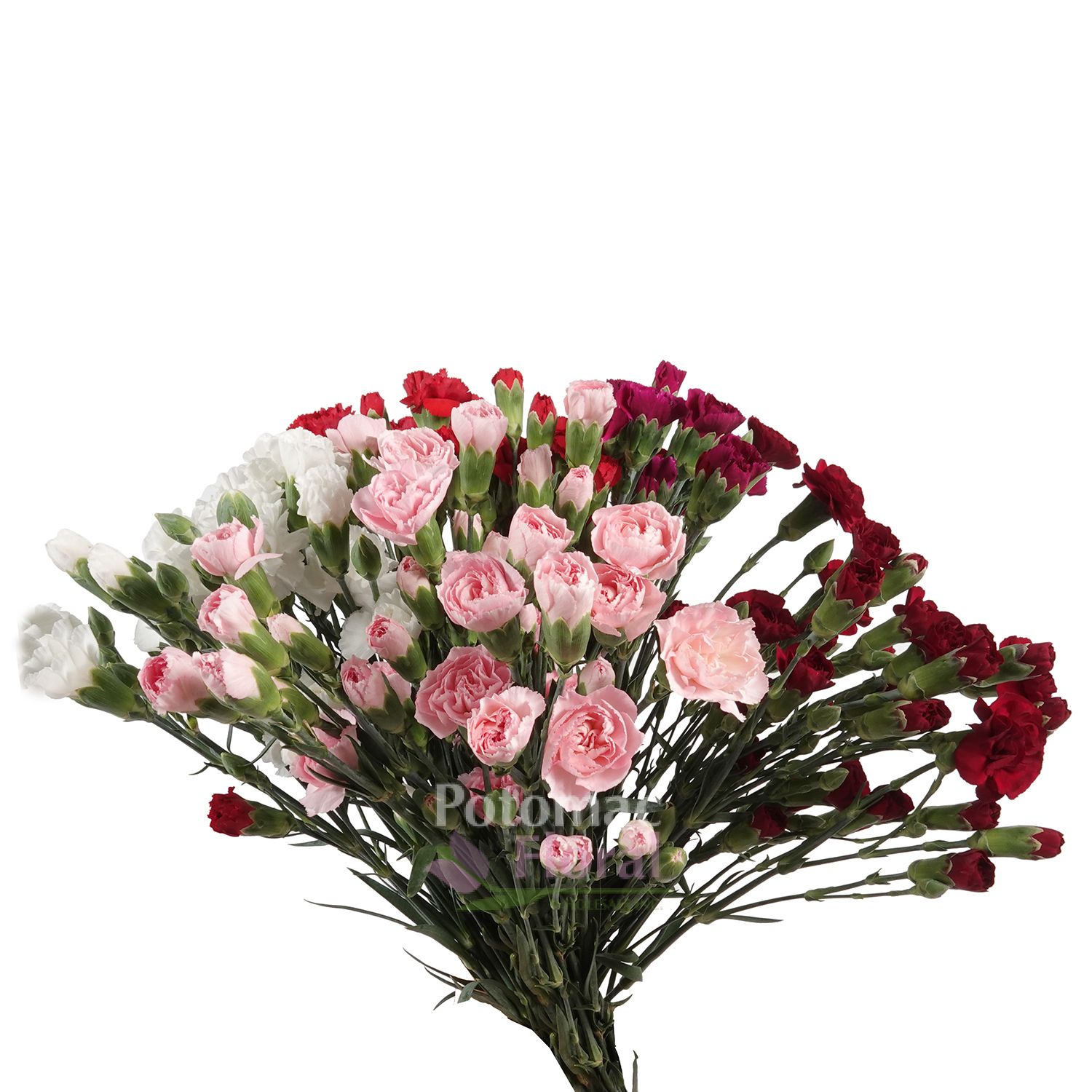 Mini Carnation Assorted Colors - Potomac Floral Wholesale