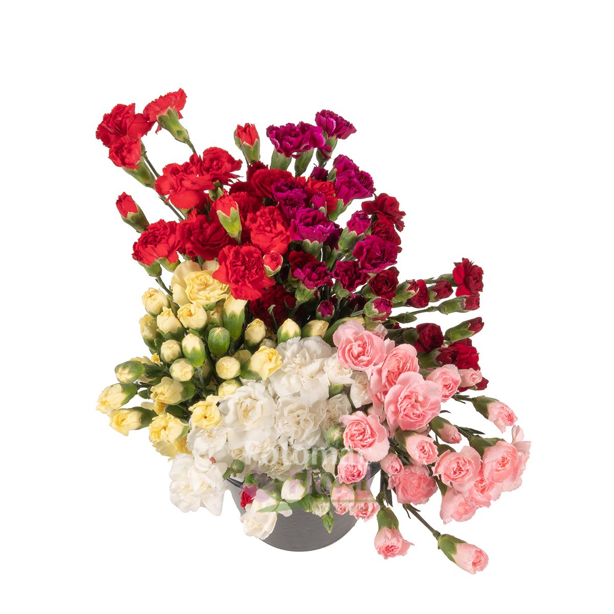 Mini Carnation Assorted Colors - Potomac Floral Wholesale