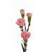 Mini Carnation Light Pink - Potomac Floral Wholesale
