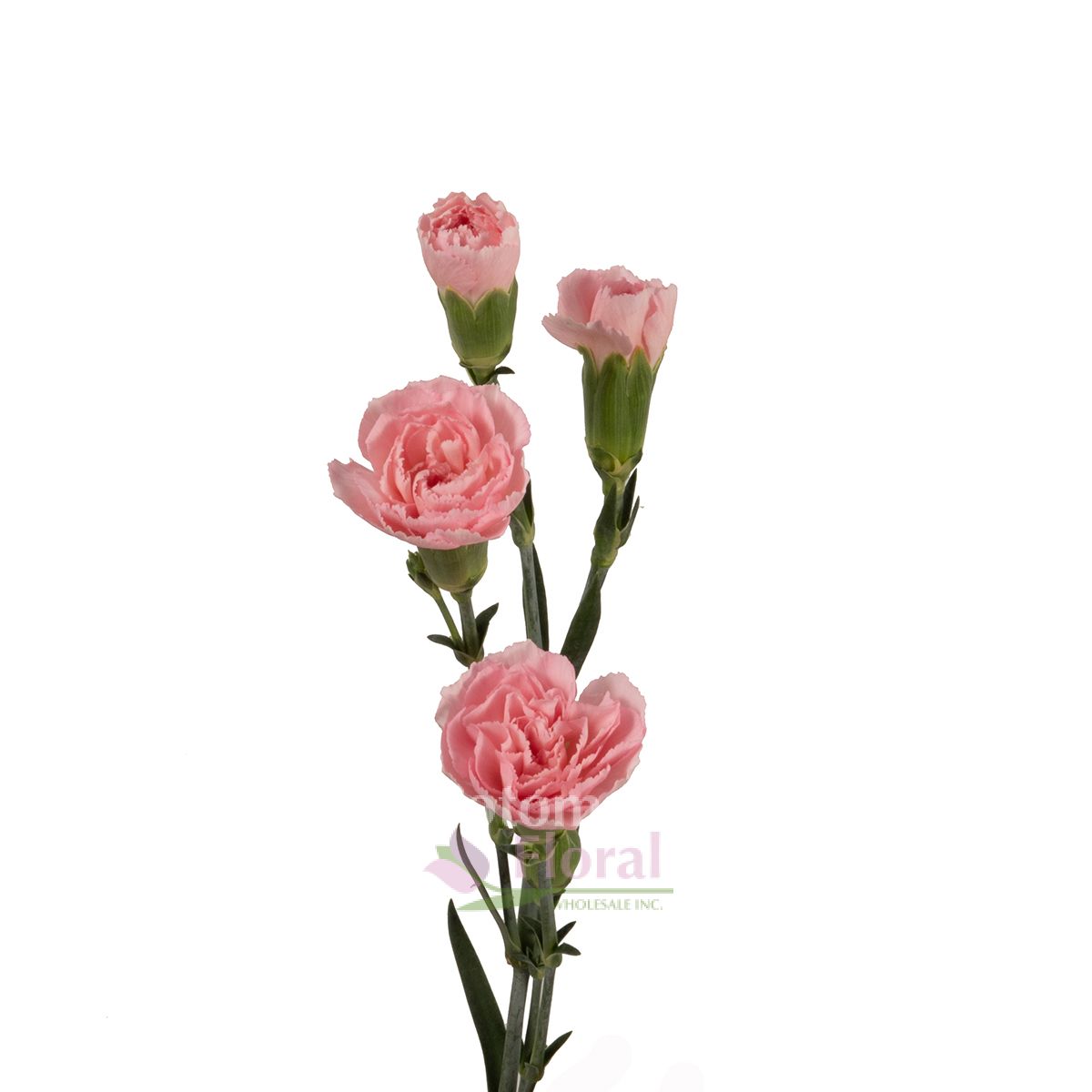Mini Carnation Light Pink - Potomac Floral Wholesale