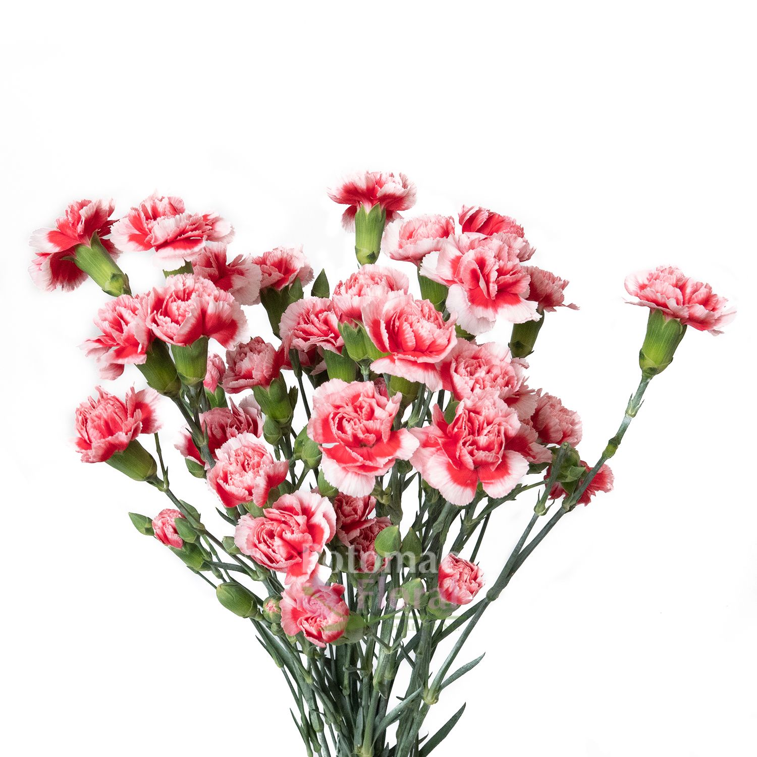 Mini Carnation Bi-Color Red & White - Potomac Floral Wholesale