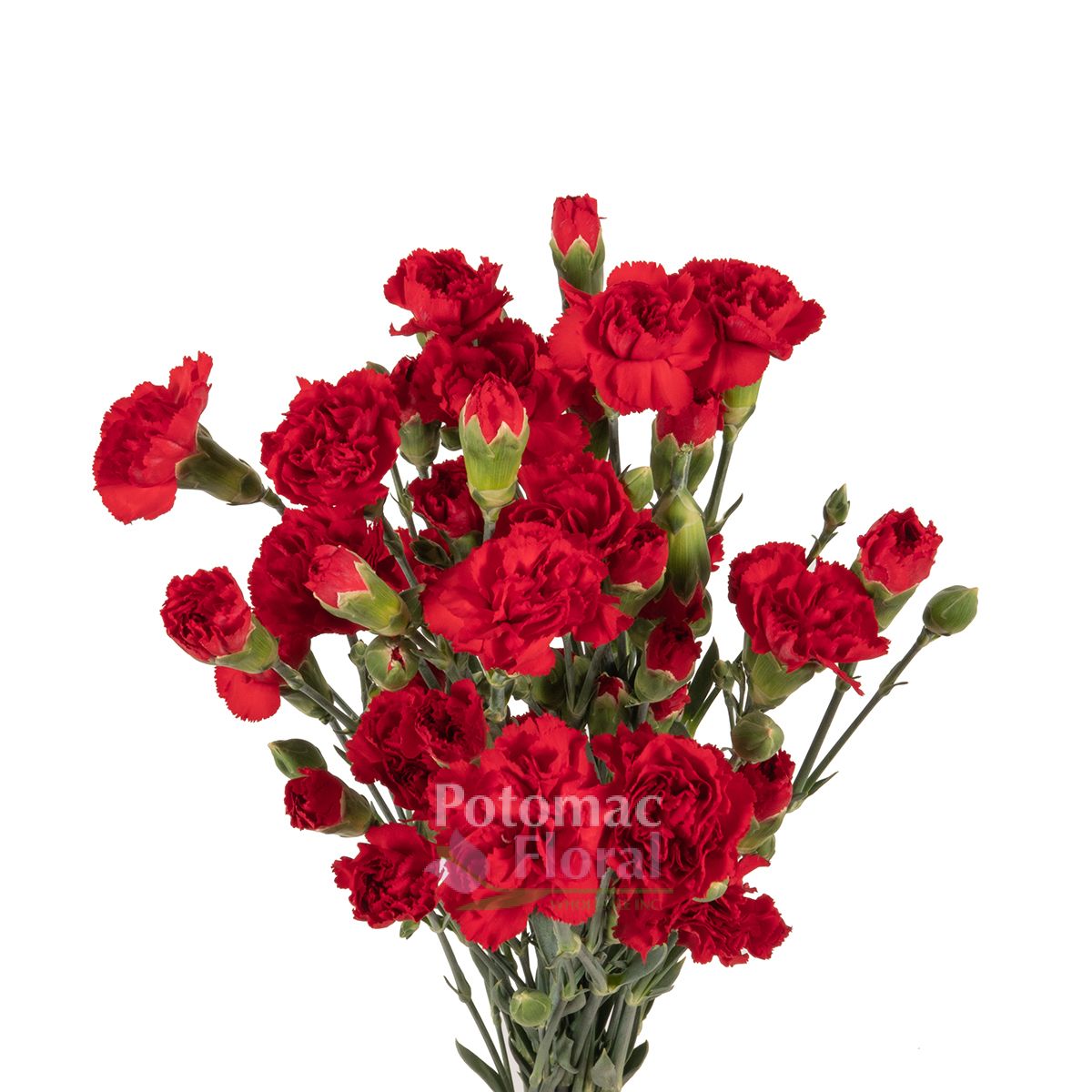 Mini Carnation Red - Potomac Floral Wholesale