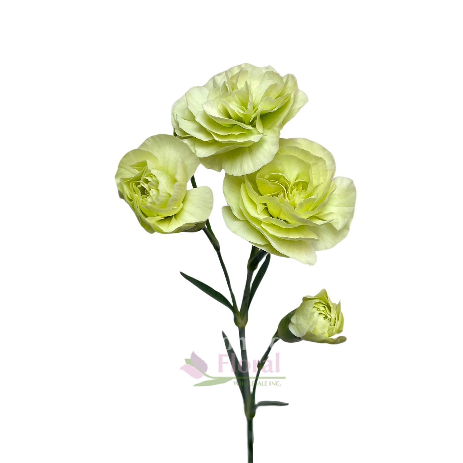 Mini Carnation Natural Green - Potomac Floral Wholesale