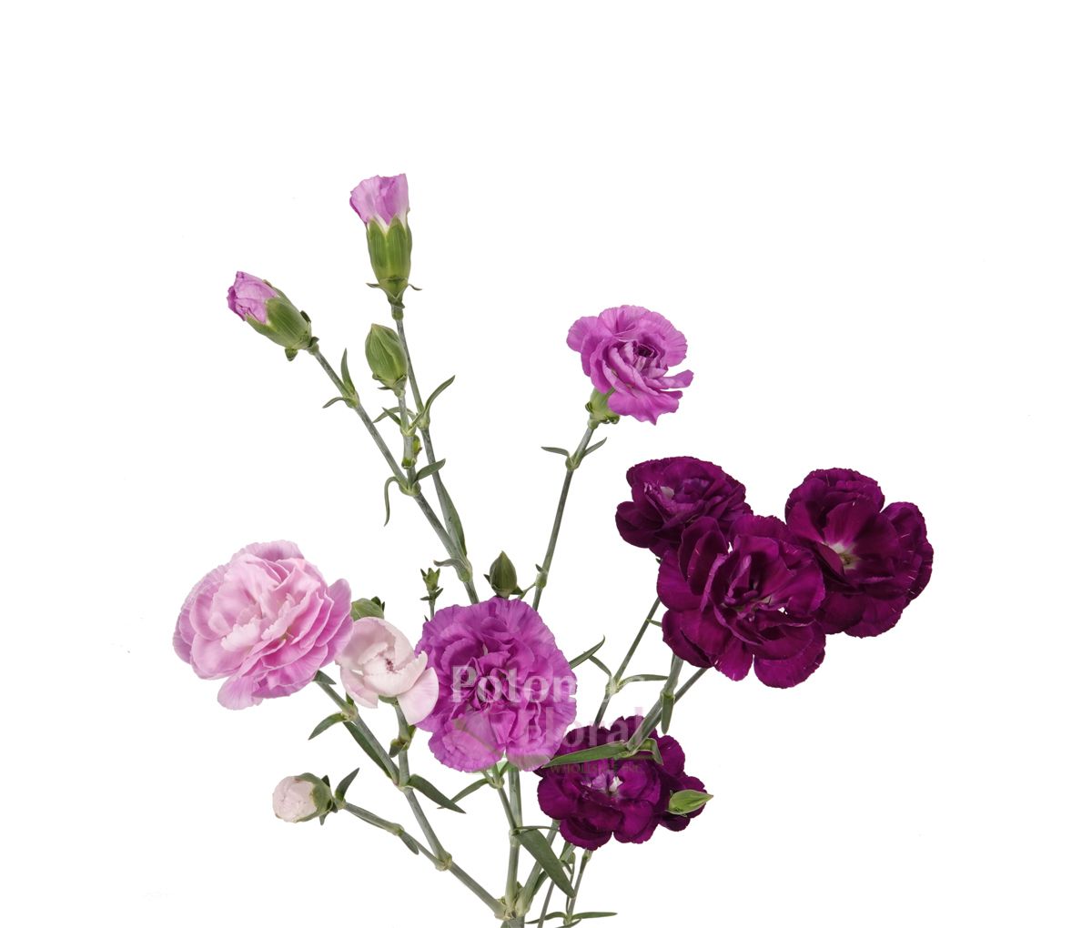 Mini Carnation Moon Assorted - Purple & Lavender Shades - Potomac ...