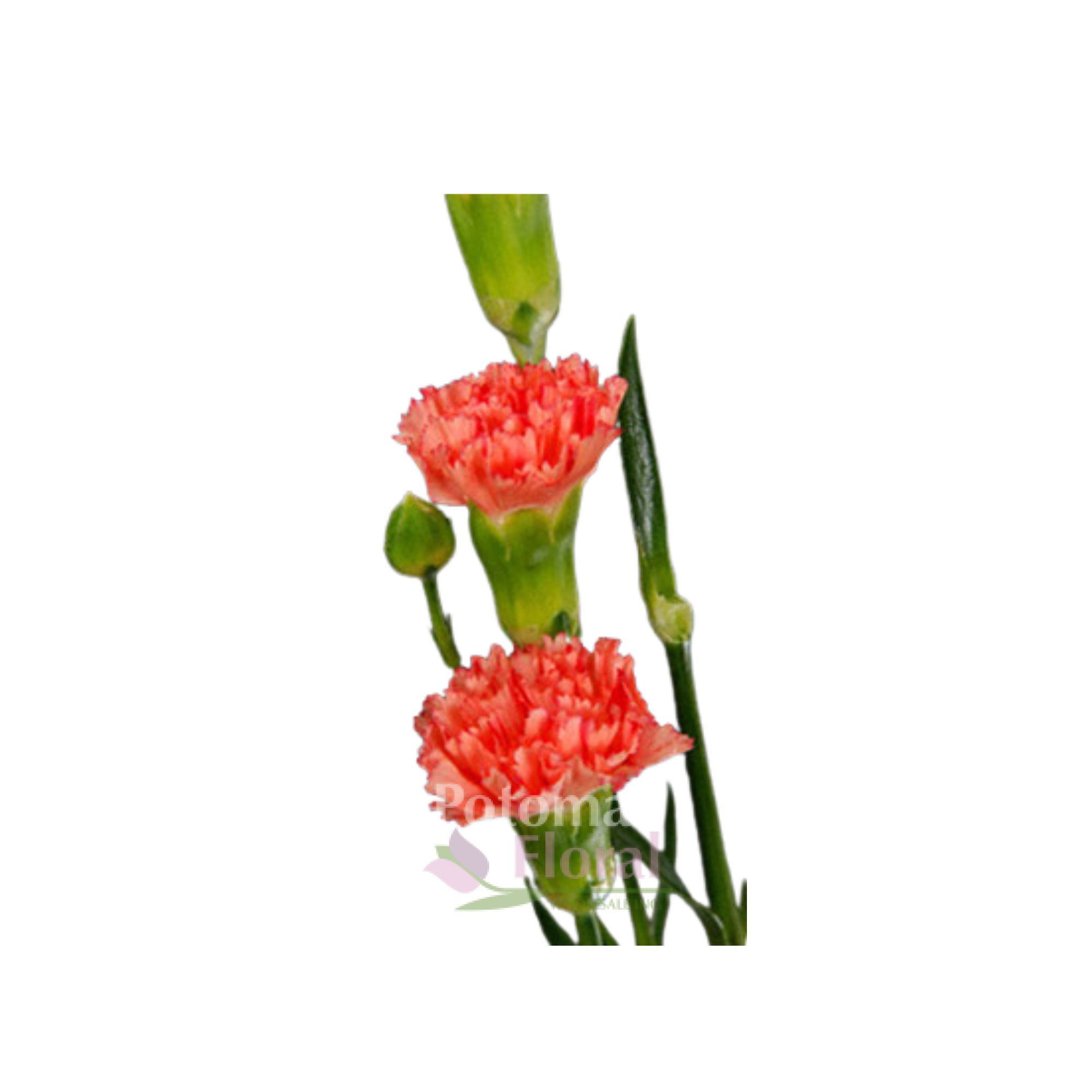 Mini Carnation Orange - Potomac Floral Wholesale