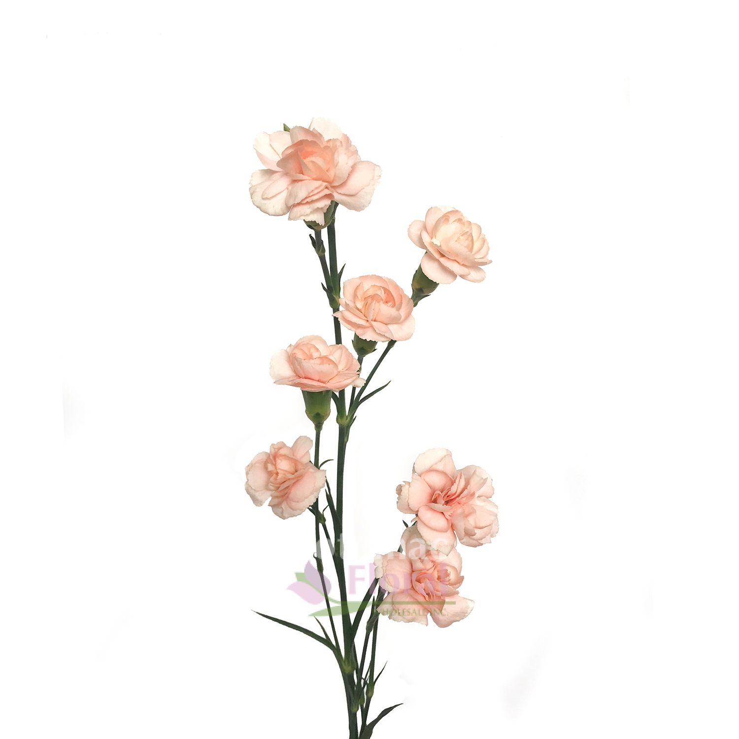 Mini Carnation Peach - Potomac Floral Wholesale