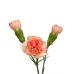 Mini Carnation Peach - Potomac Floral Wholesale