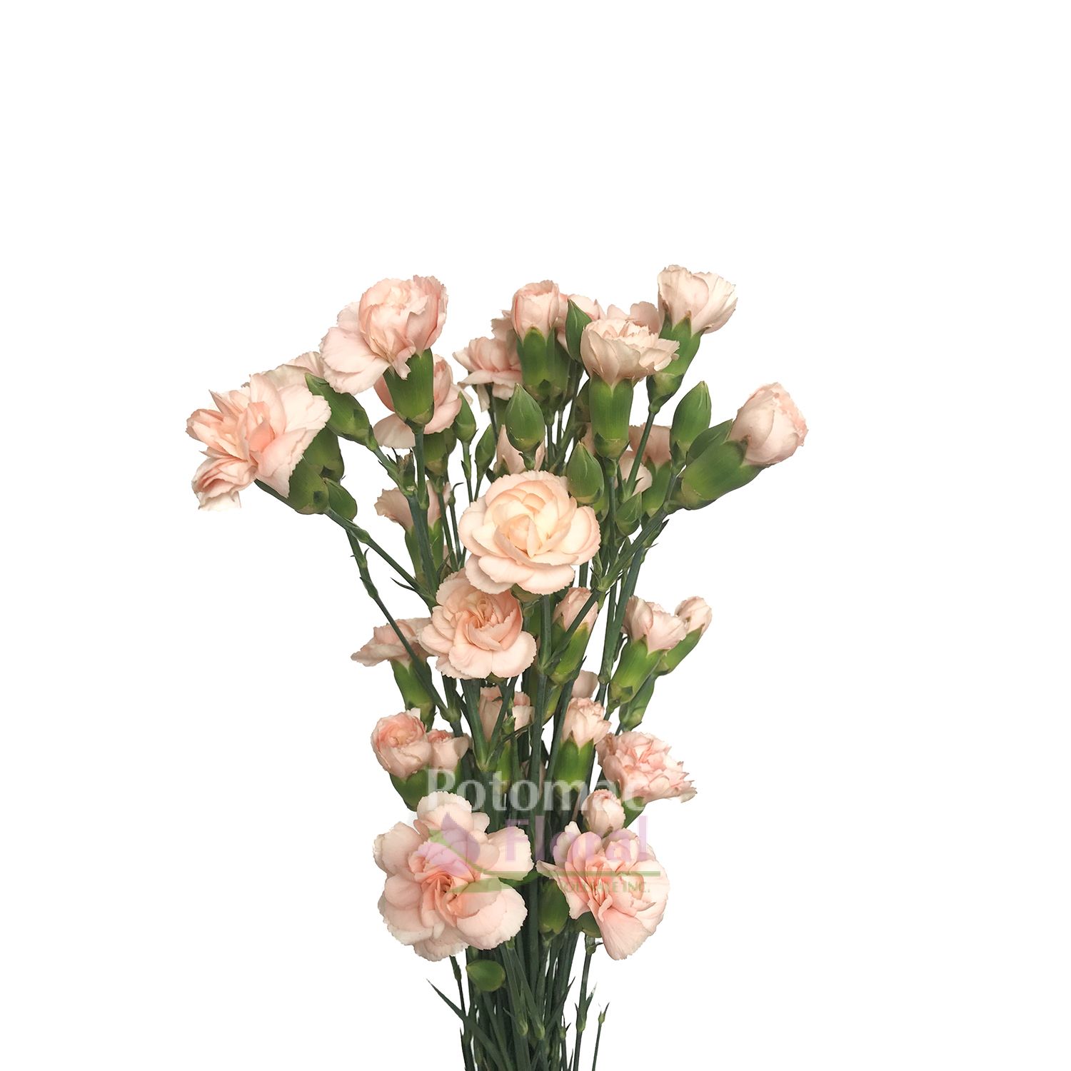Mini Carnation Peach - Potomac Floral Wholesale