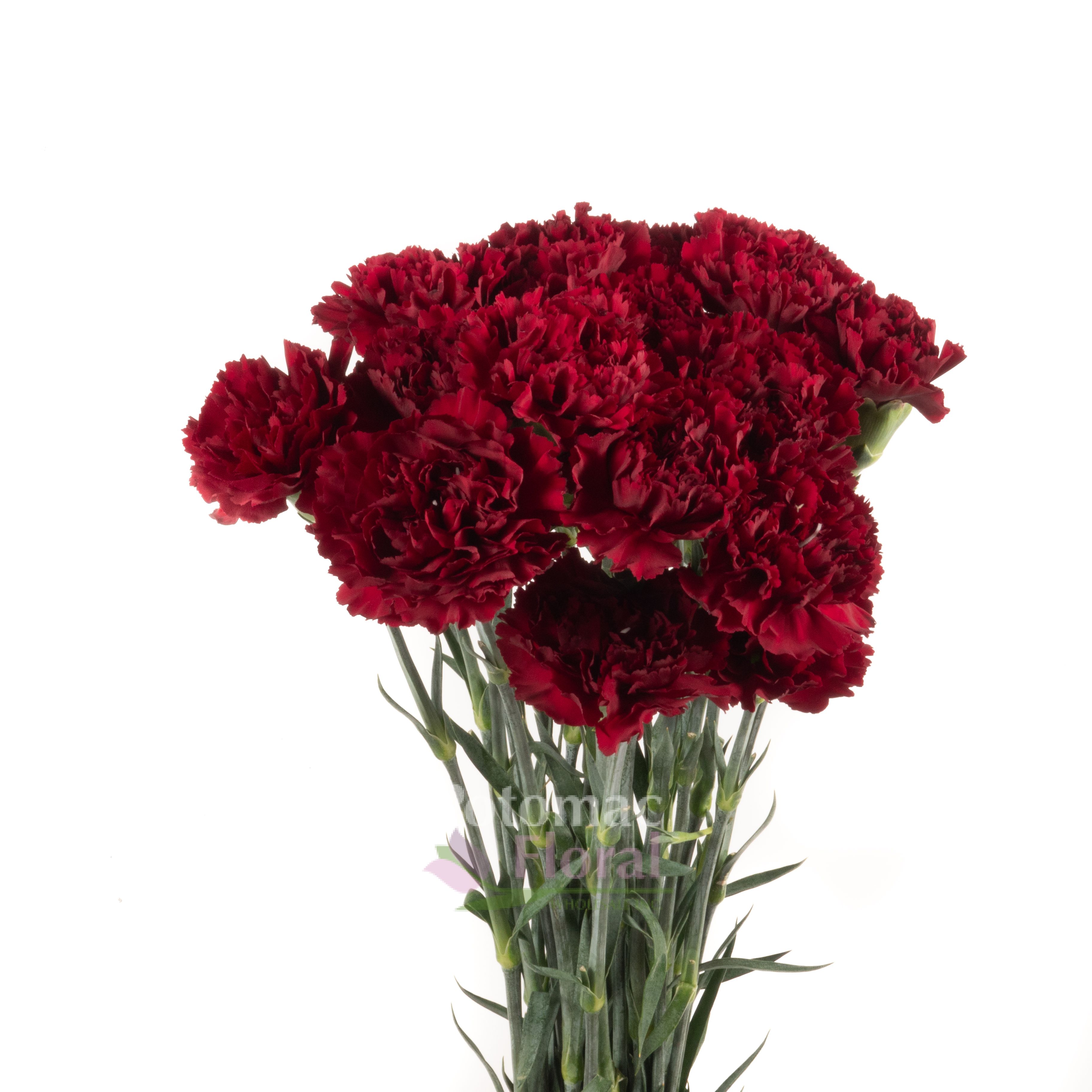 Carnation Burgundy - Fancy, Select - Potomac Floral Wholesale