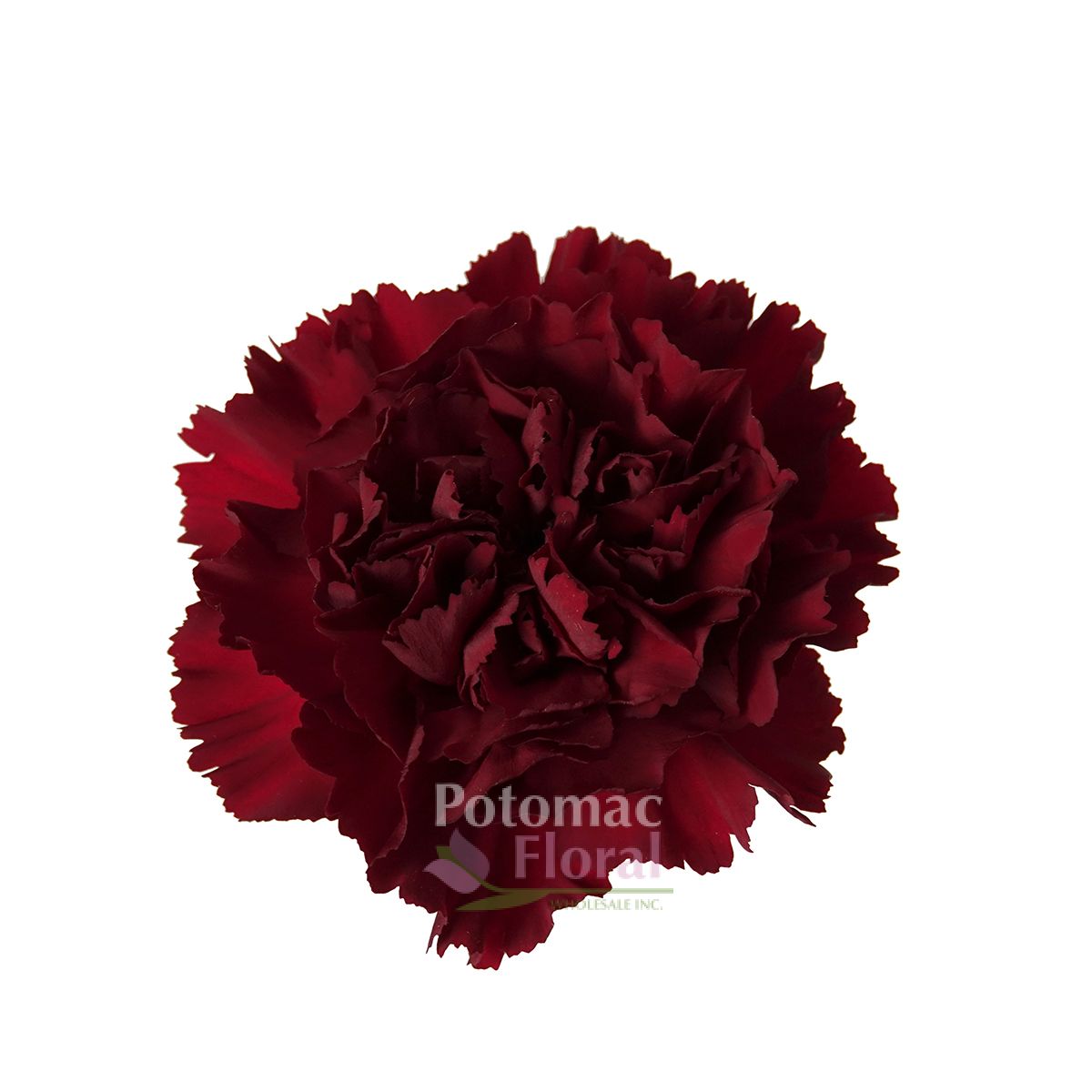 Carnation Burgundy - Fancy, Select - Potomac Floral Wholesale