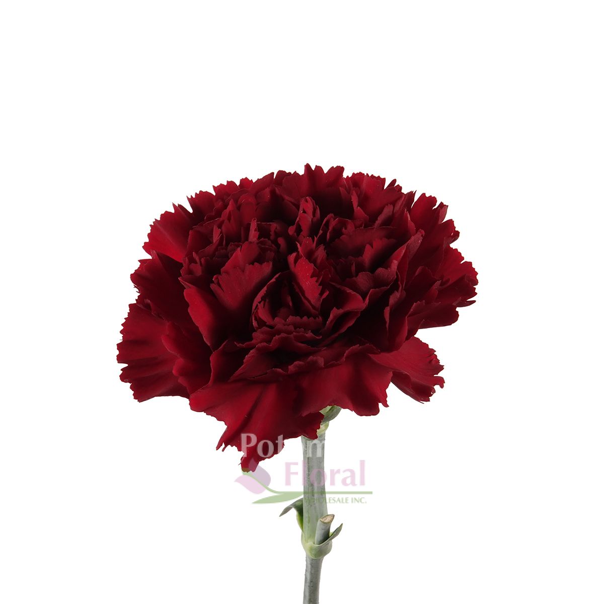 Carnation Burgundy - Fancy, Select - Potomac Floral Wholesale