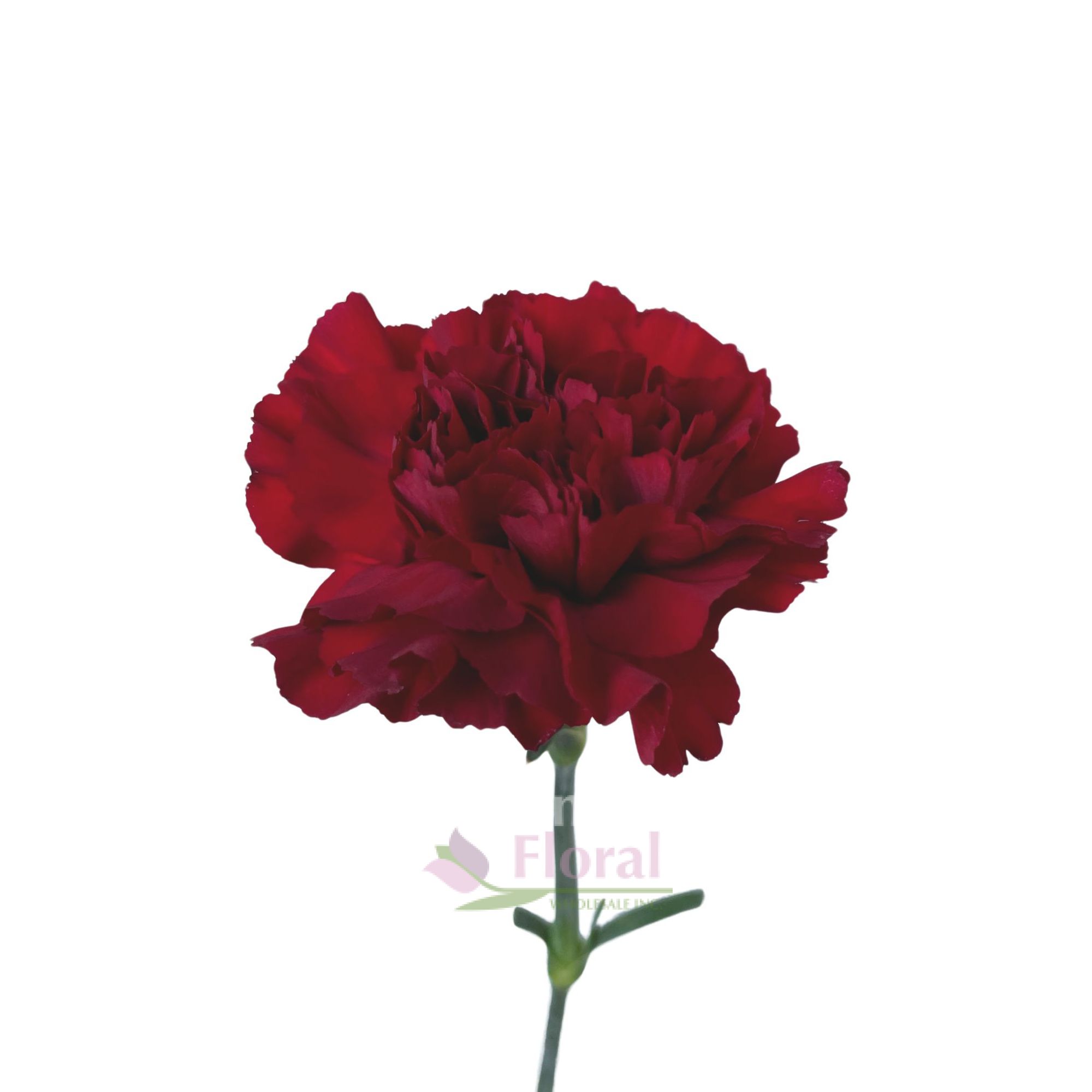 Carnation Burgundy - Fancy, Select - Potomac Floral Wholesale