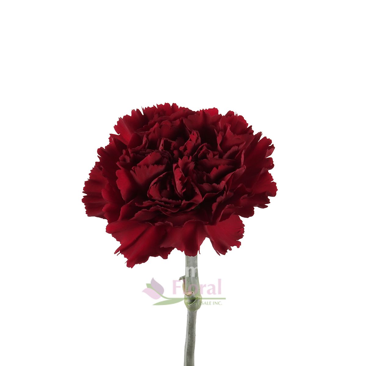 Carnation Burgundy - Fancy, Select - Potomac Floral Wholesale