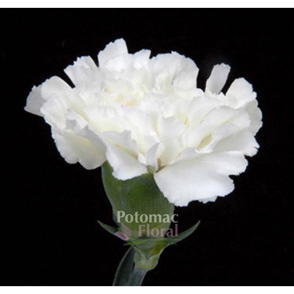 Carnation White Fancy - Potomac Floral Wholesale