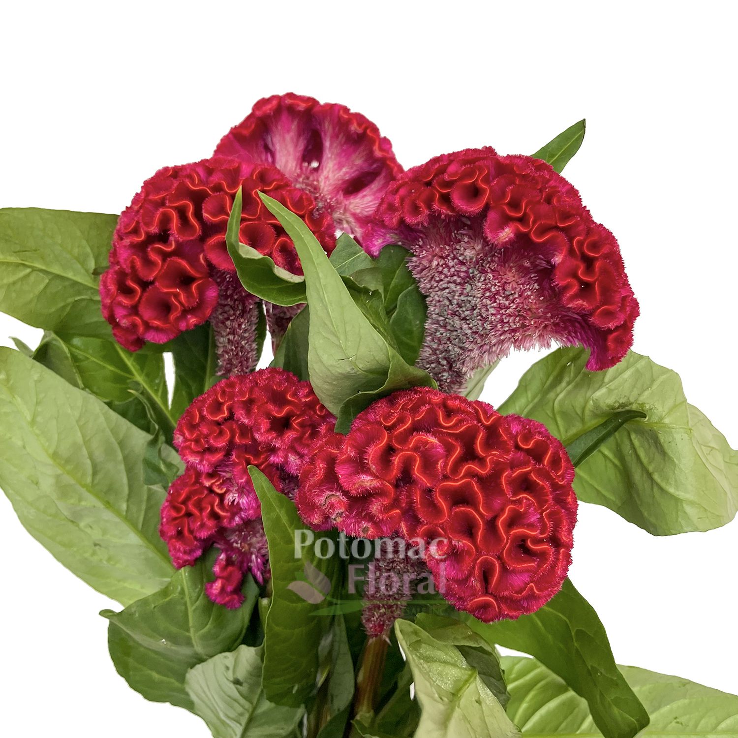 Coxcomb Red, Dutch - Potomac Floral Wholesale