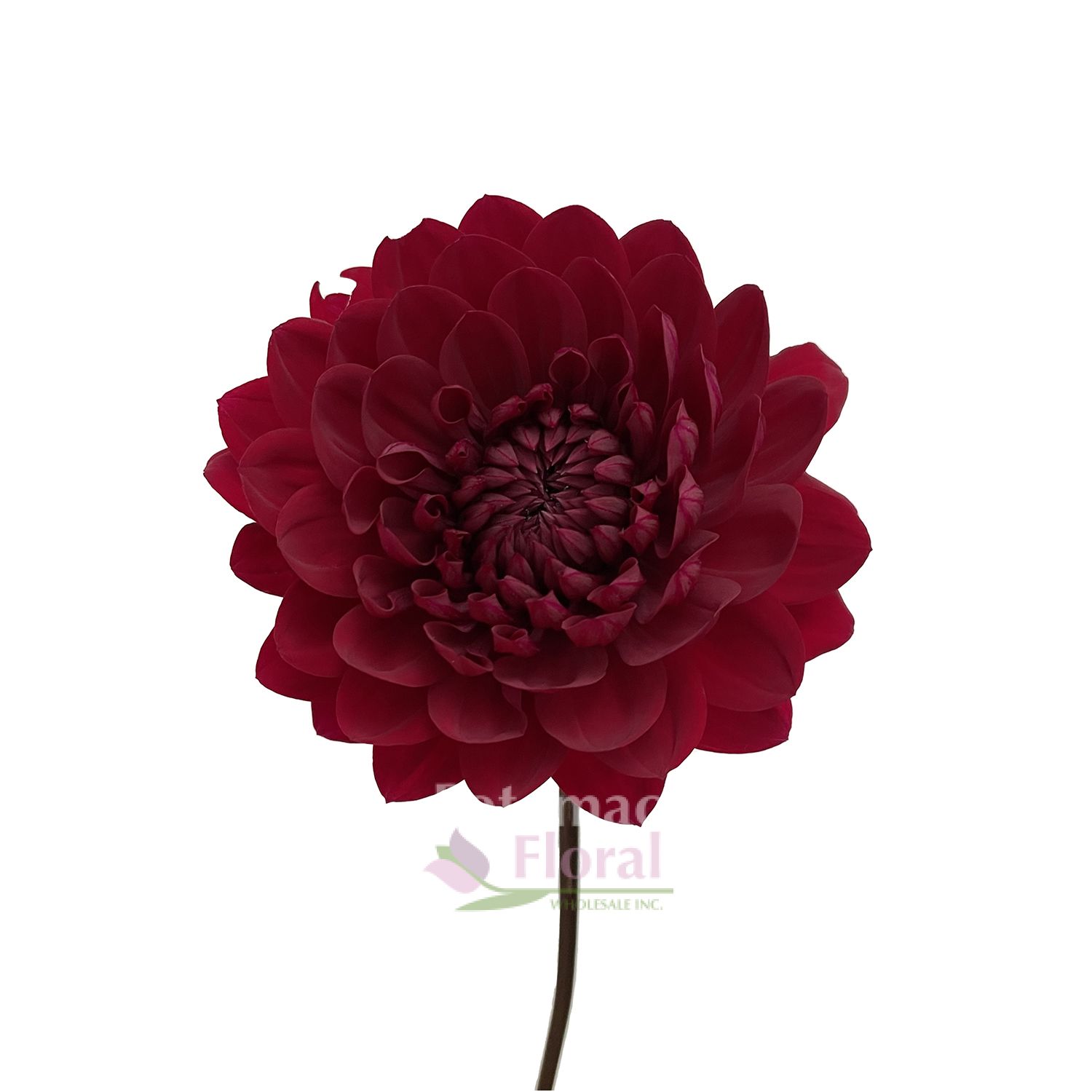 Dahlia Netted Farm Choice - 10 Bunches - NO FED EX - Potomac Floral ...