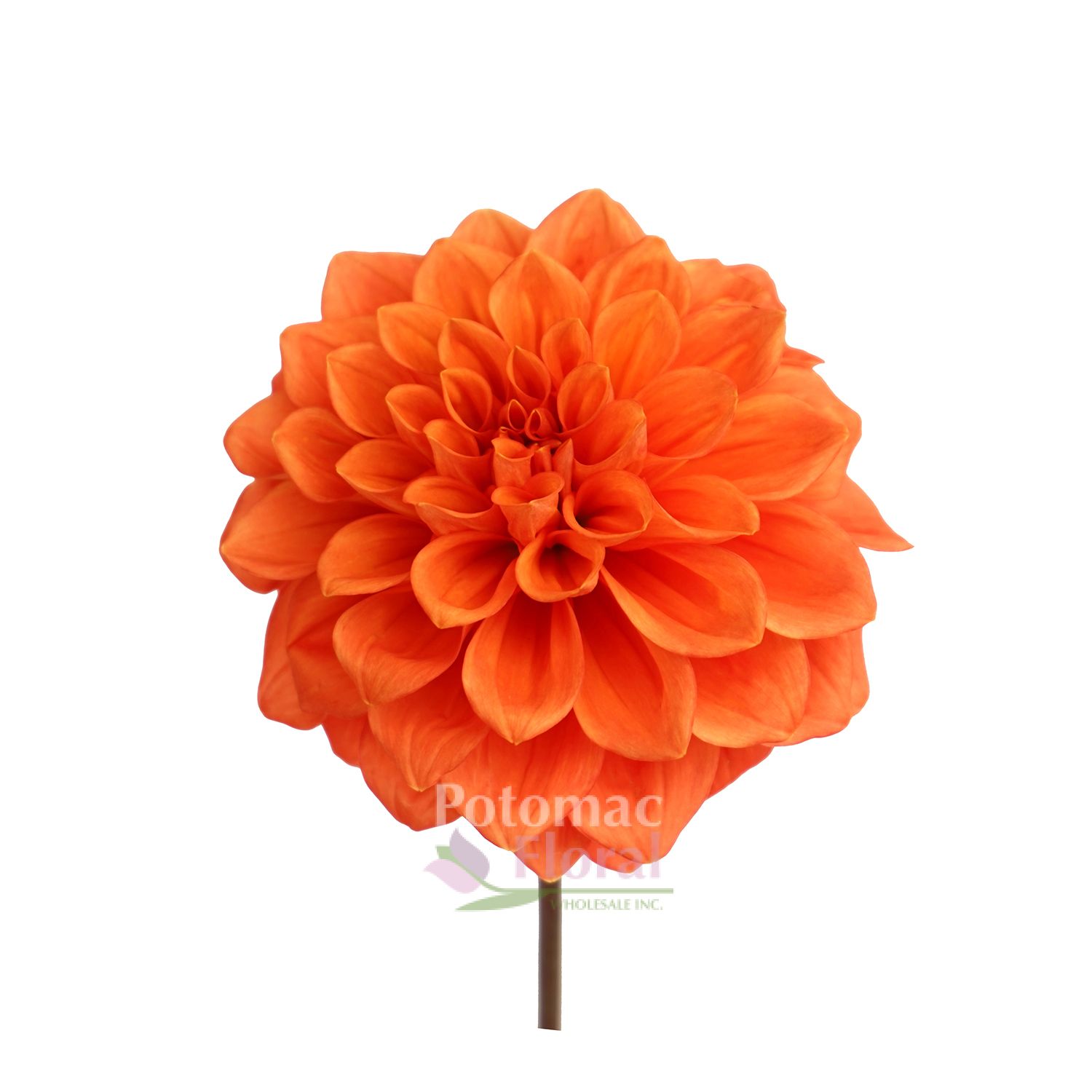 Dahlia Netted Farm Choice - 10 Bunches - NO FED EX - Potomac Floral ...