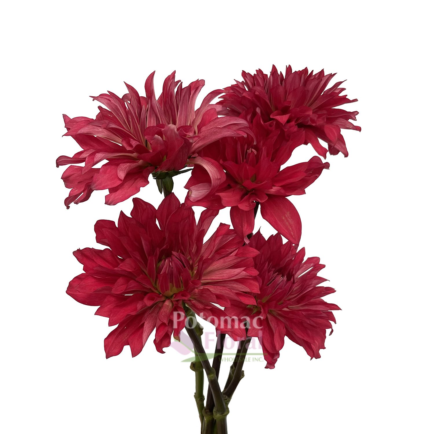 Dahlia Netted Farm Choice - 10 Bunches - NO FED EX - Potomac Floral ...