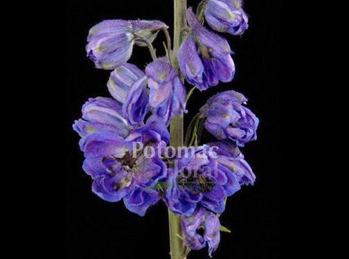 Delphinium Hybrid Dark Blue Super, 100 to 120cm - Potomac Floral Wholesale