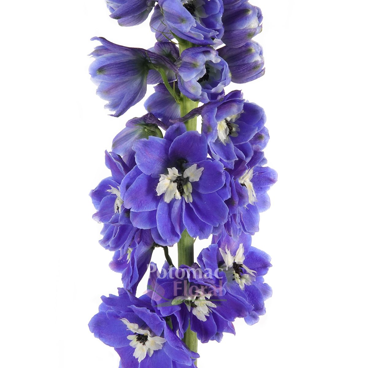 Delphinium Hybrid Dark Blue, 80 to 90cm - Potomac Floral Wholesale