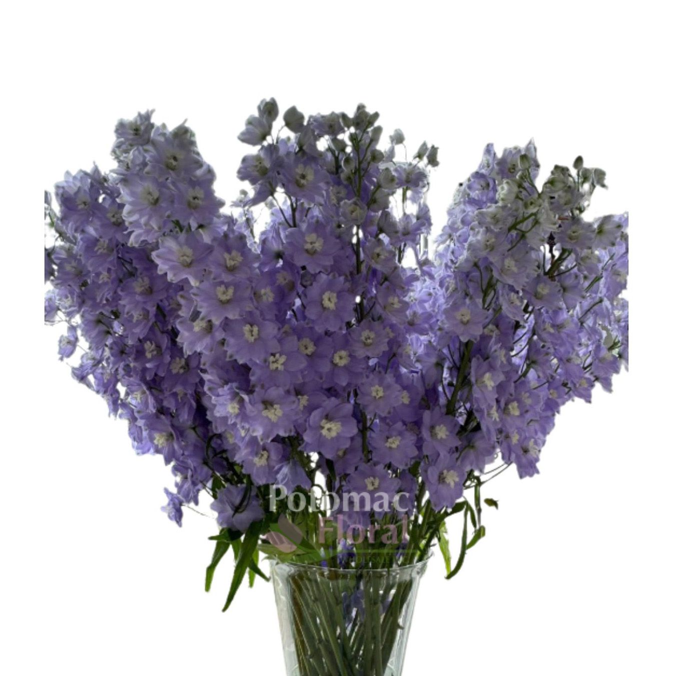 Delphinium Hybrid Lavender Serene, 70 cm, 10 stem bunch - Potomac ...