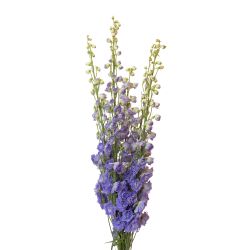 Delphinium Hybrid Lavender Super, 100 to 120cm - Potomac Floral Wholesale