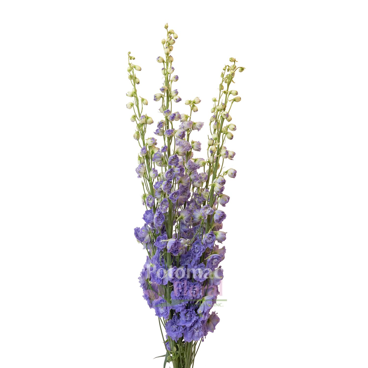 Delphinium Hybrid Lavender Super, 100 to 120cm - Potomac Floral Wholesale
