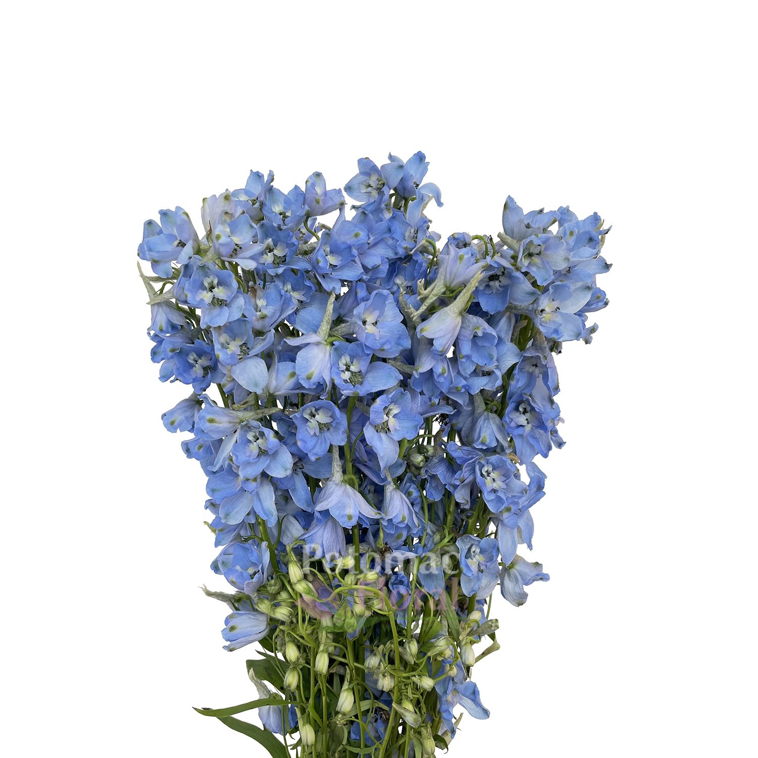Light Blue Delphinium Boutonniere