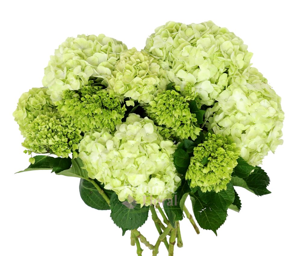 Hydrangea Designer Verde - Green - Potomac Floral Wholesale