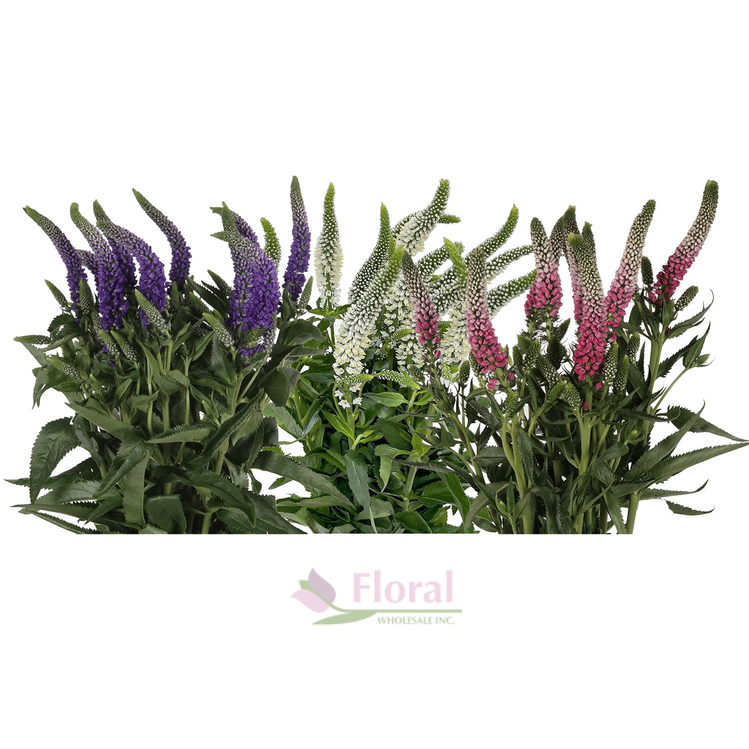 VERONICA Assorted, BX x 12 bunches - Potomac Floral Wholesale