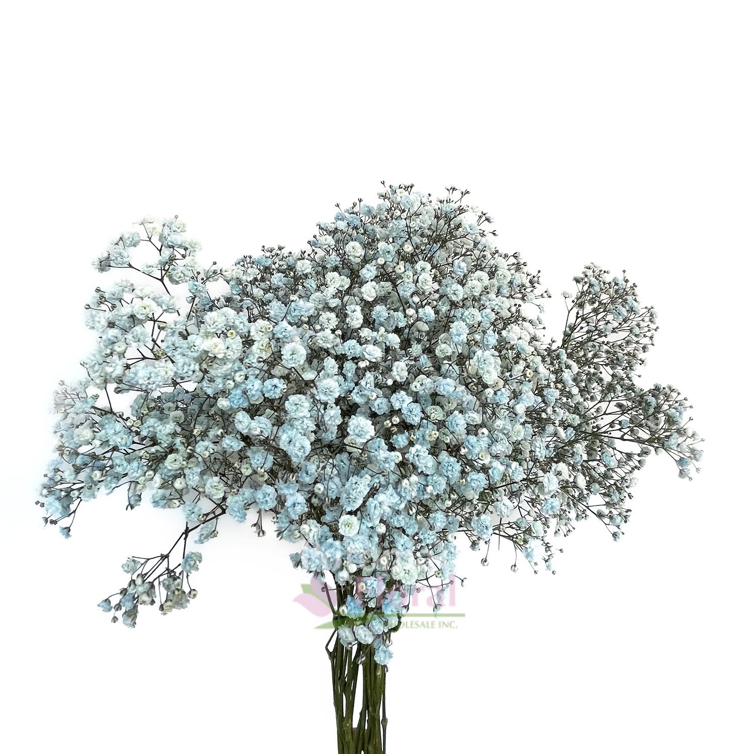Baby Blue Tinted Gypsophillia Baby's Breath Premium, 70cm - Potomac ...