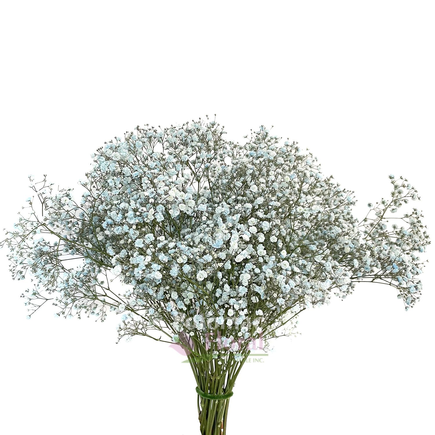 Baby Blue Tinted Gypsophillia Baby's Breath Premium, 70cm - Potomac ...