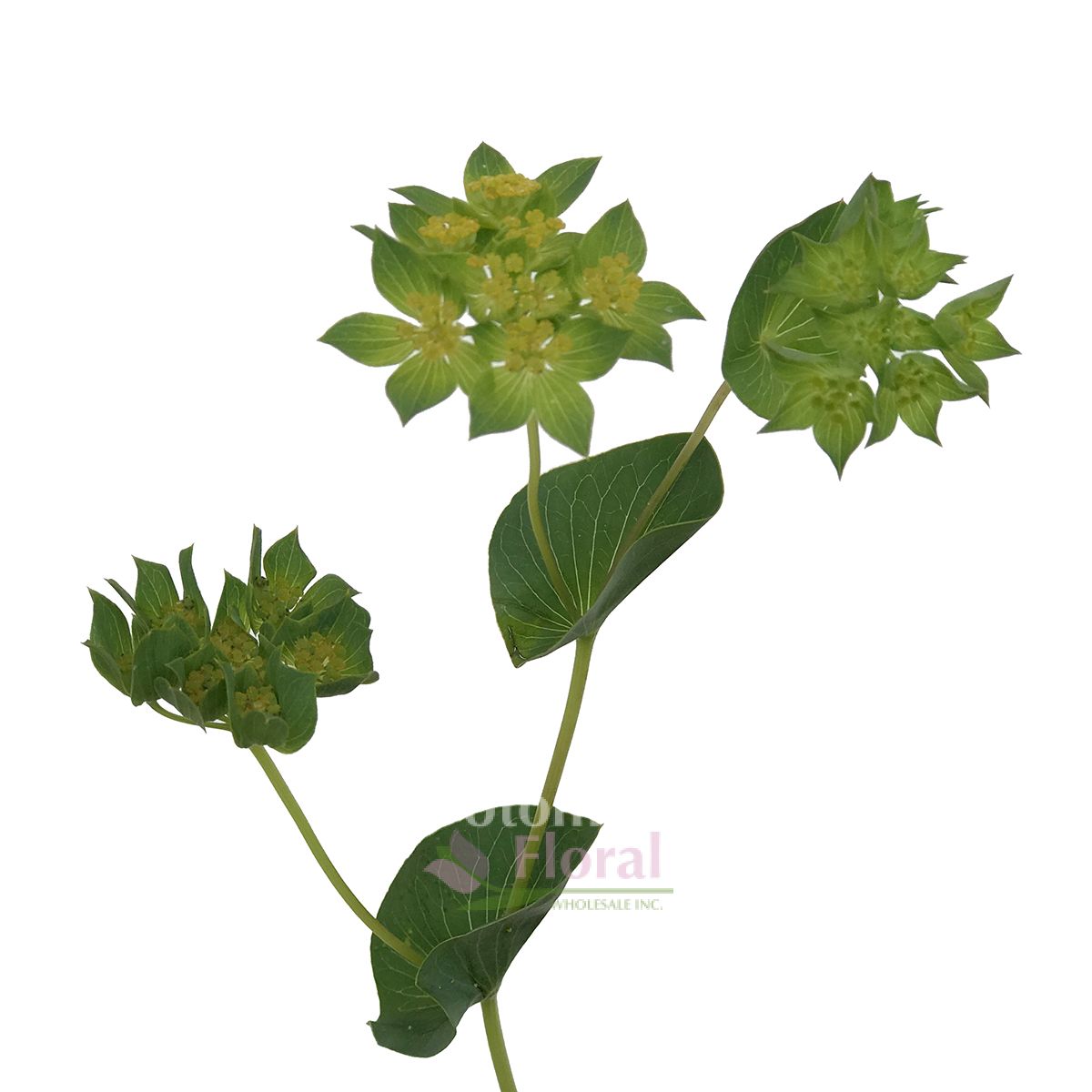 Bupleurum 70 cm - Potomac Floral Wholesale