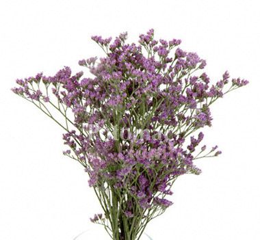 Limonium Caspia Purple, Main Blue, 70cm - Potomac Floral Wholesale