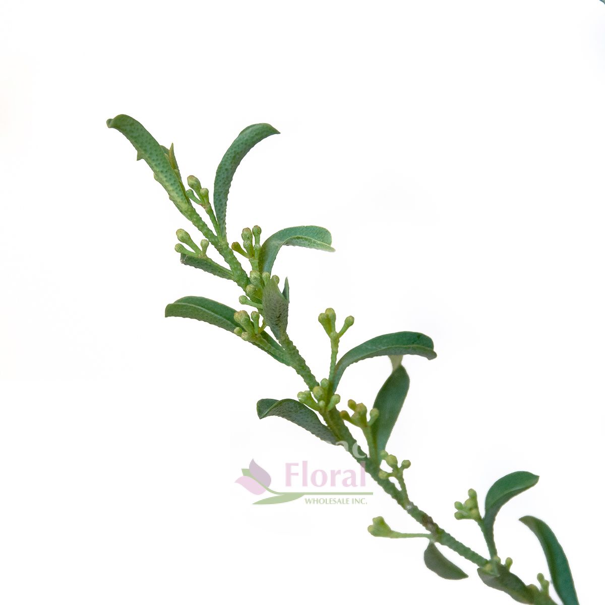 Eriostemon Foliage (With Flower) - Potomac Floral Wholesale