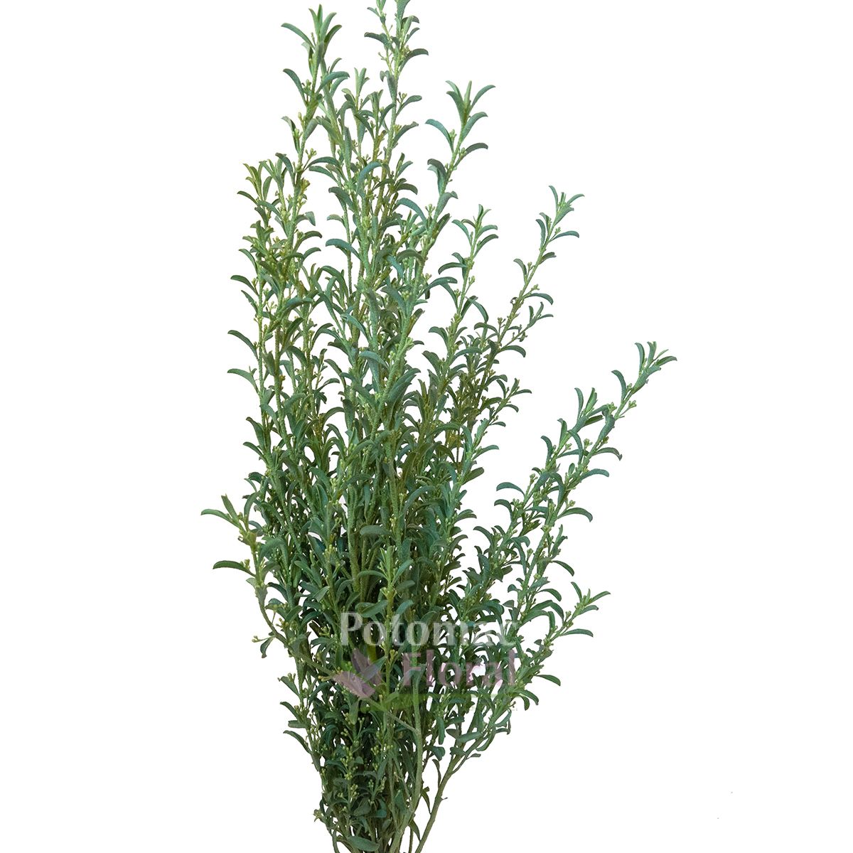 Eriostemon Foliage (With Flower) - Potomac Floral Wholesale